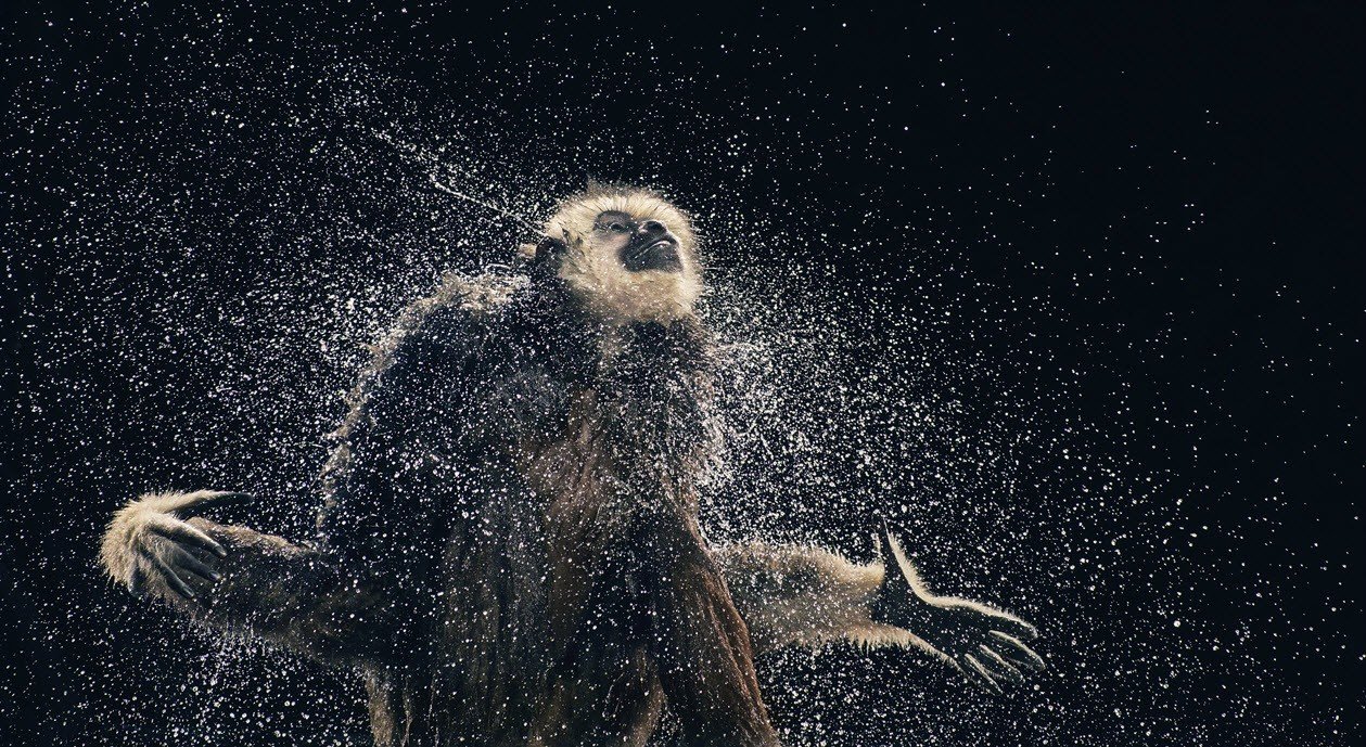 More Than Human by Tim Flach - Gessato