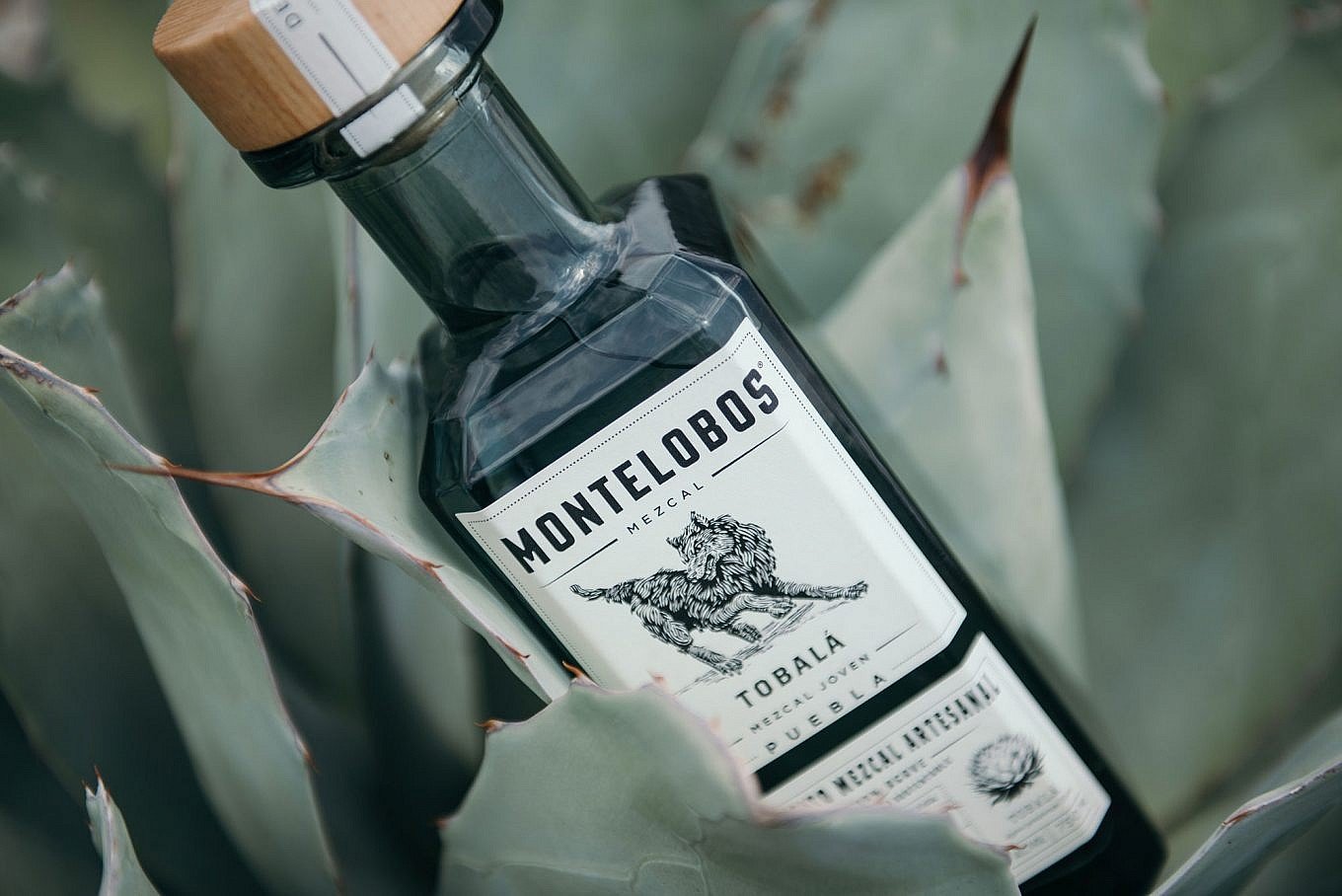Introducing Montelobos Mezcal - Gessato