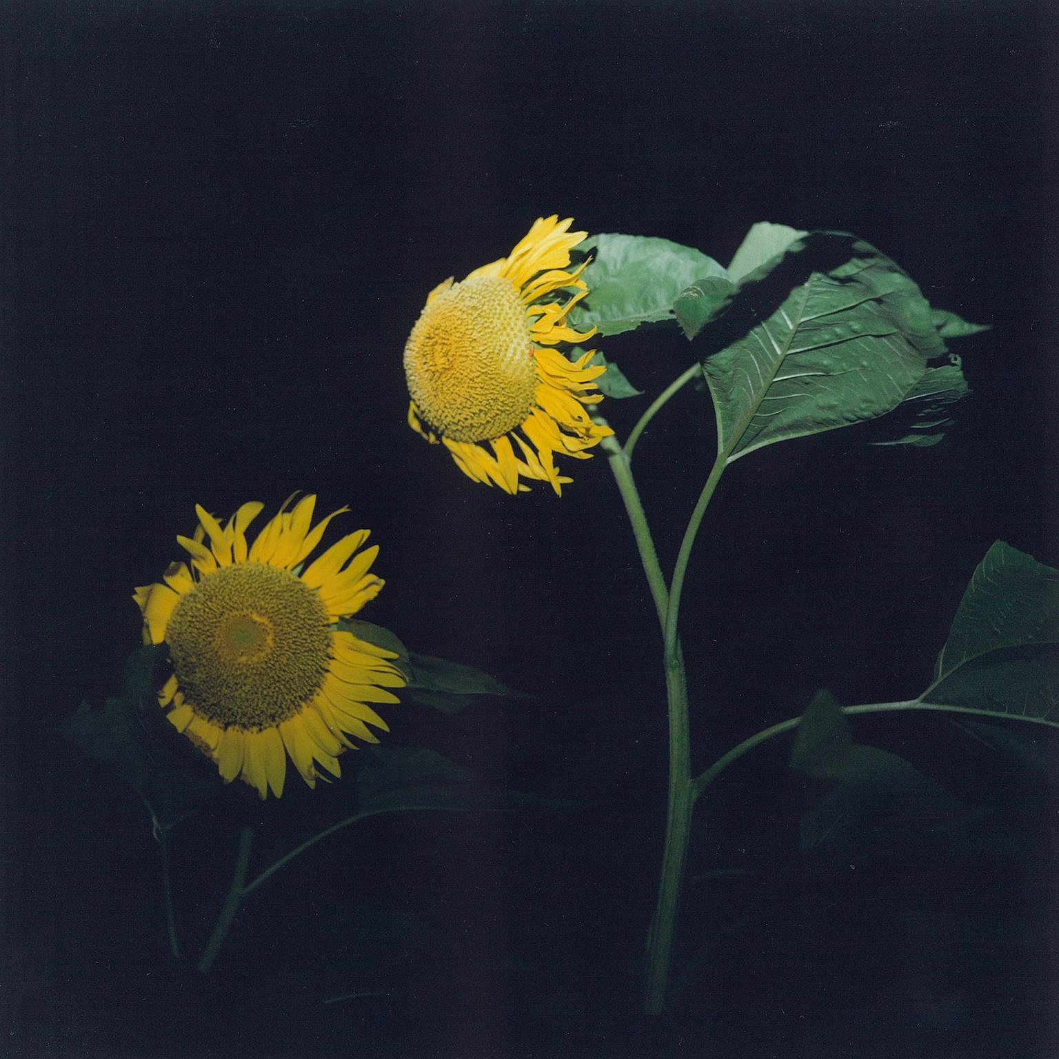 Rinko Kawauchi's Serene, Dream-Like Photography - Gessato